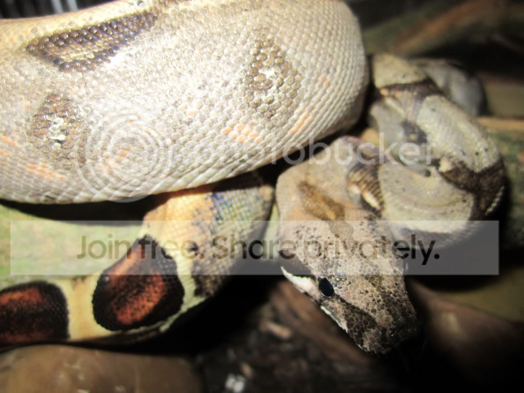 Boa constrictor het sharp albino | Reptile Forums