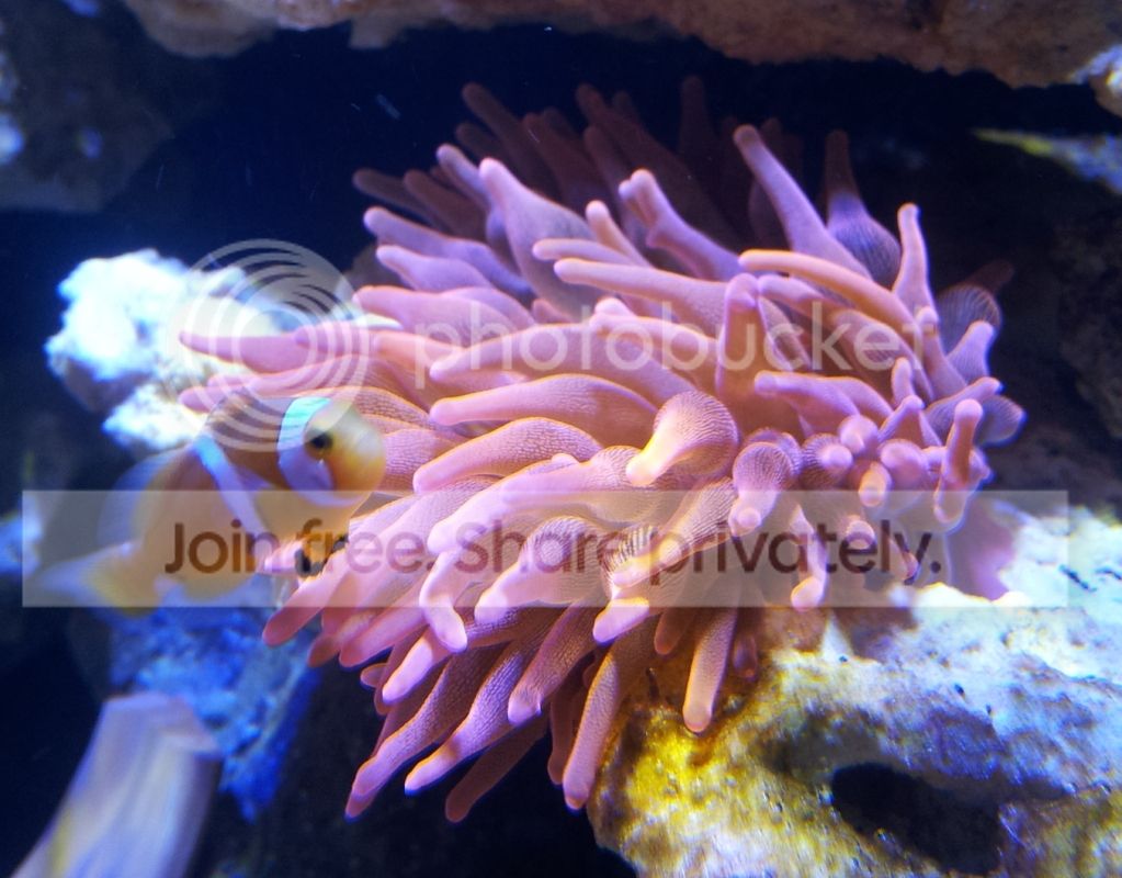 prettiest anemone youve ever seen(PICS WELCOME!) - Reef Central Online ...