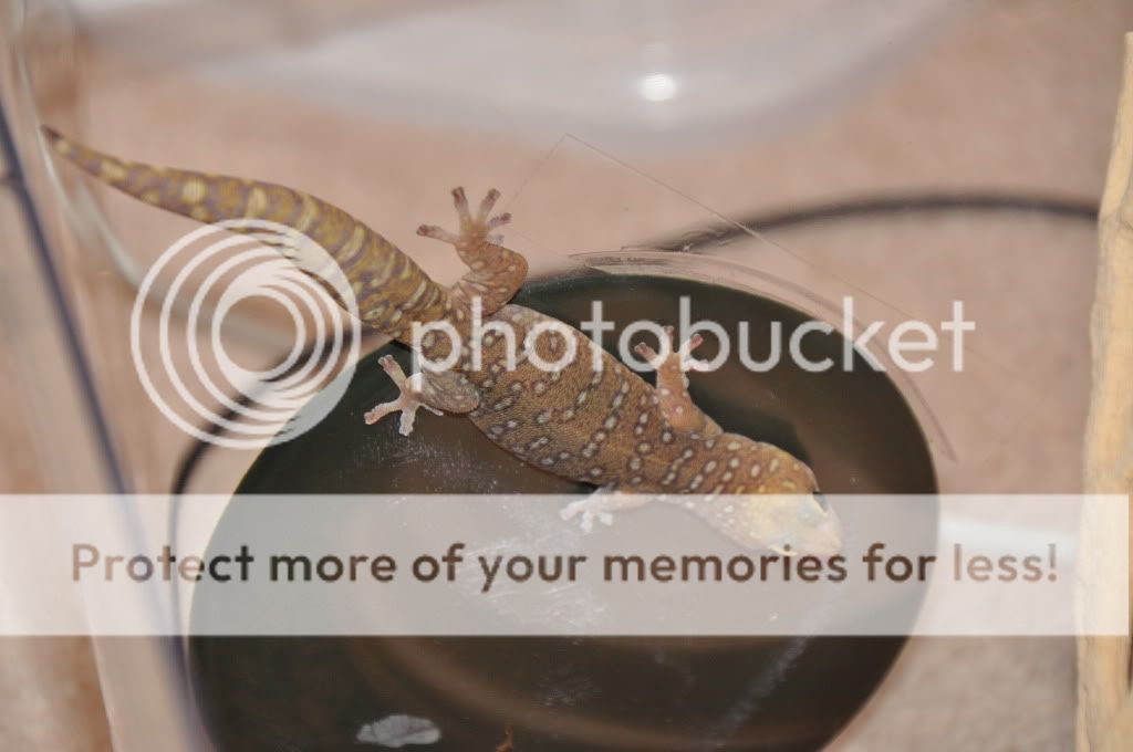 New Southern Spotted Velvet Geckos | Aussie Pythons & Snakes Forum