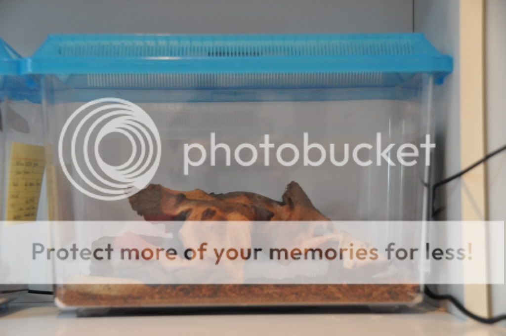 New Southern Spotted Velvet Geckos | Aussie Pythons and Snakes