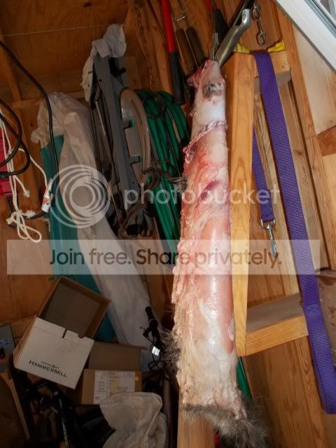 Necker or ULU Knife for fleshing? | The HuntingPA.com Outdoor Community